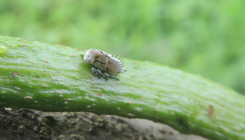 Mexican Treehopper from Purires, San José, Costa Rica on August 25 ...