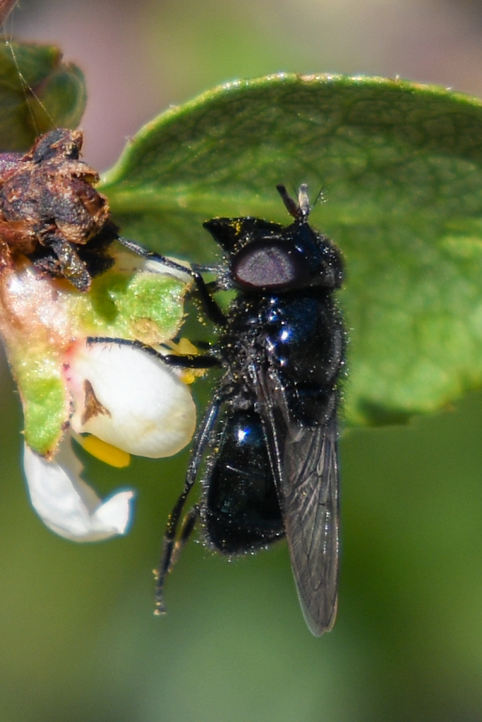 Comstock's Bromeliad Fly from San Diego County, CA, USA on March 06 ...