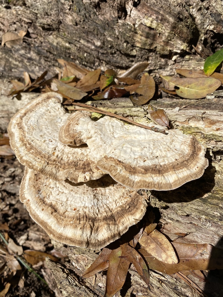 Trametes lactinea from Florida State Parks, Micanopy, FL, US on March ...