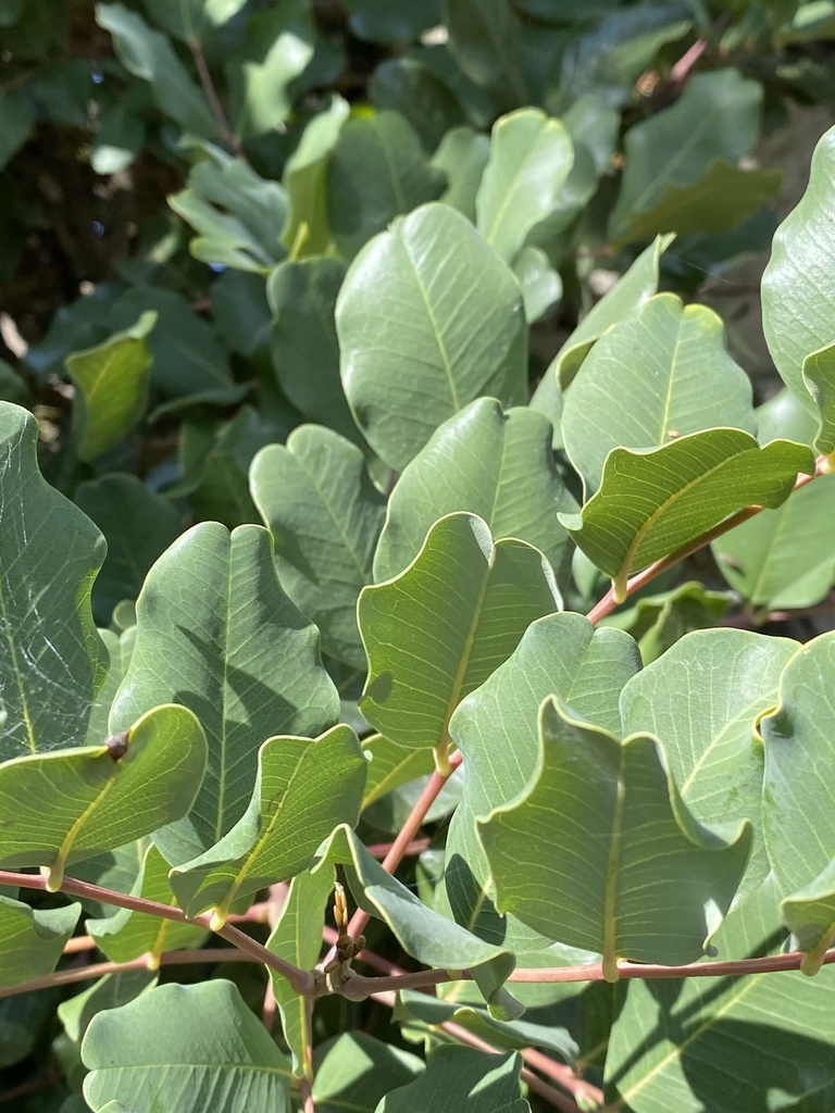 carob tree (Ceratonia siliqua) - Botanical Realm