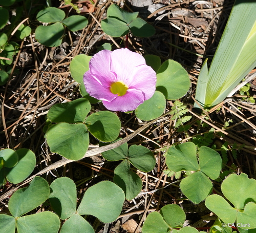 Oxalis purpurea (Madeira Pflanzen Myrtales, Oxalidales, Ranunculales ...