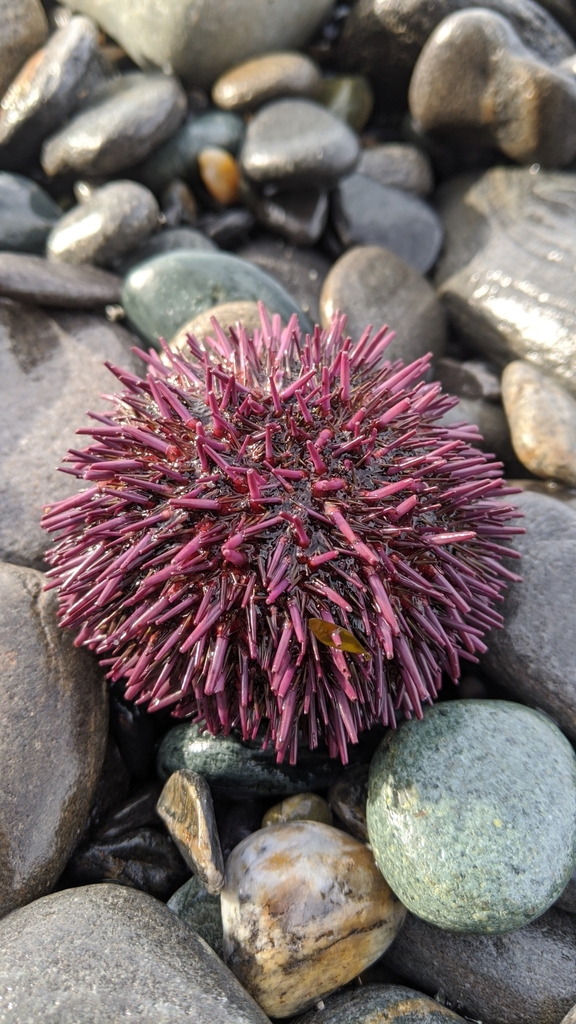 Pacific Purple Sea Urchin from Sombrio Beach on March 08, 2021 at 09:23 ...