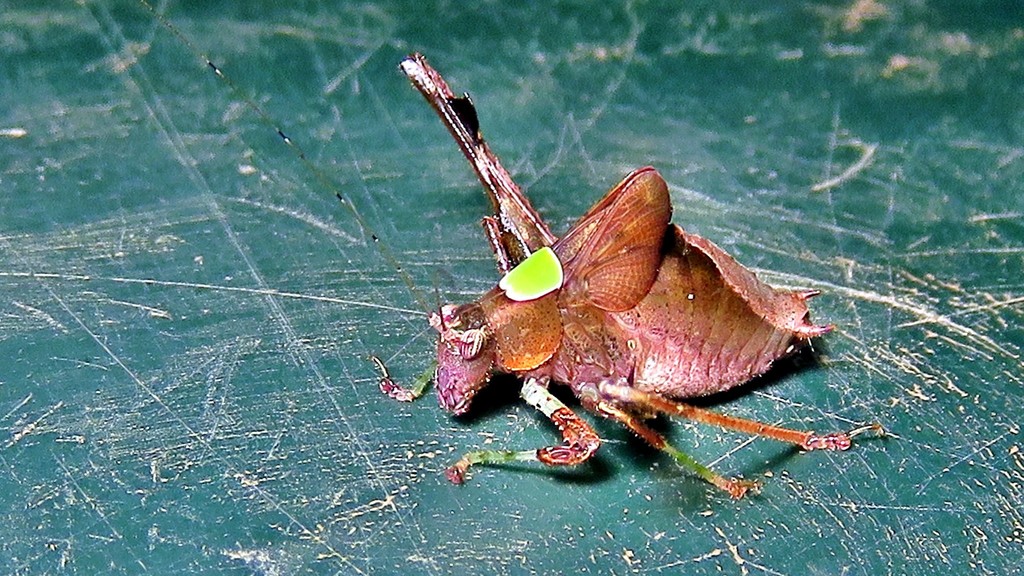 Topana from Alto da Boa Vista, Rio de Janeiro - RJ, Brasil on April 04 ...