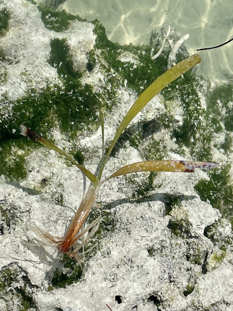 Turtle Grass from Straits of Florida, Summerland Key, FL, US on March ...