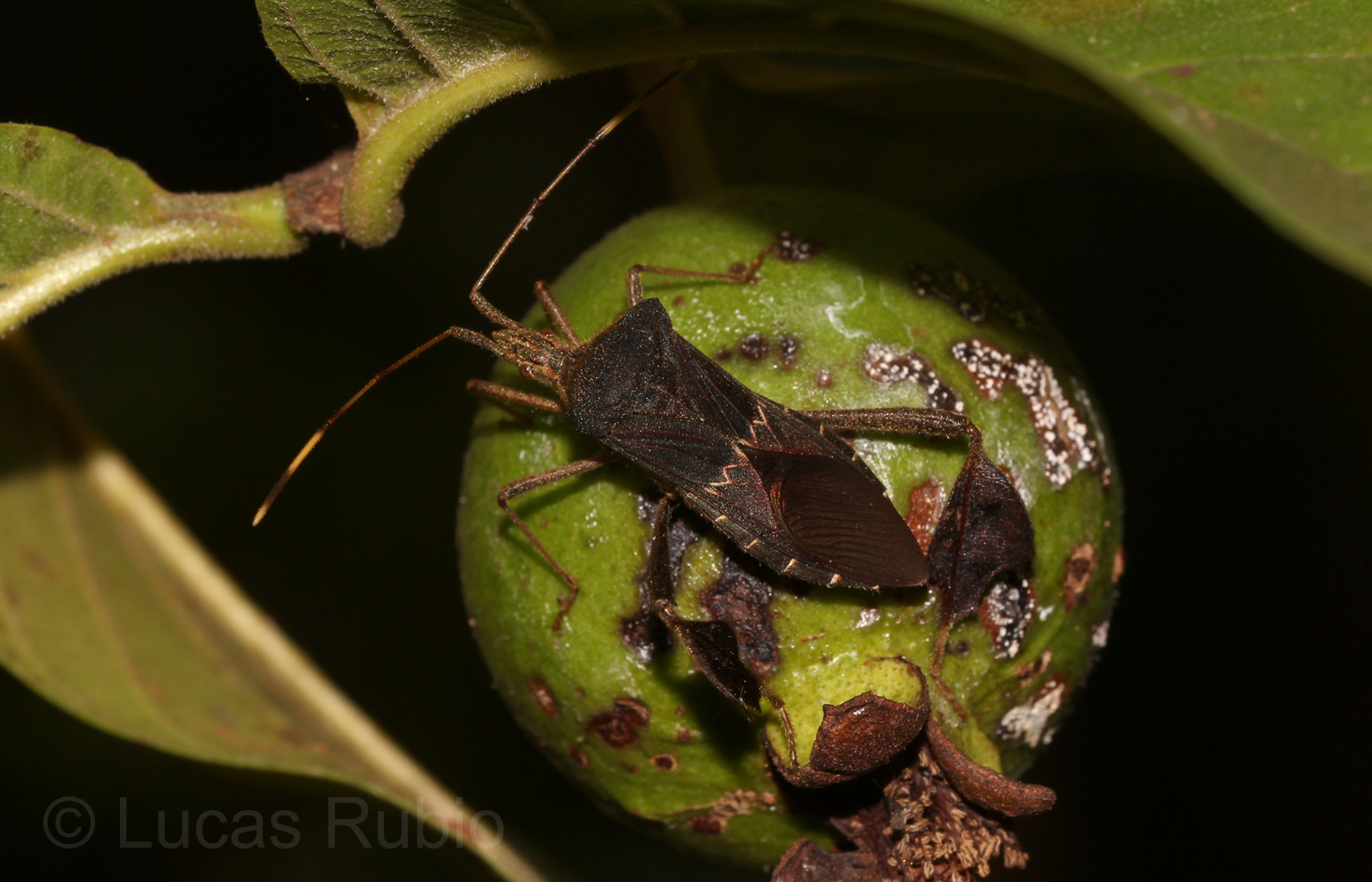 Leptoglossus stigma (Herbst, 1784)
