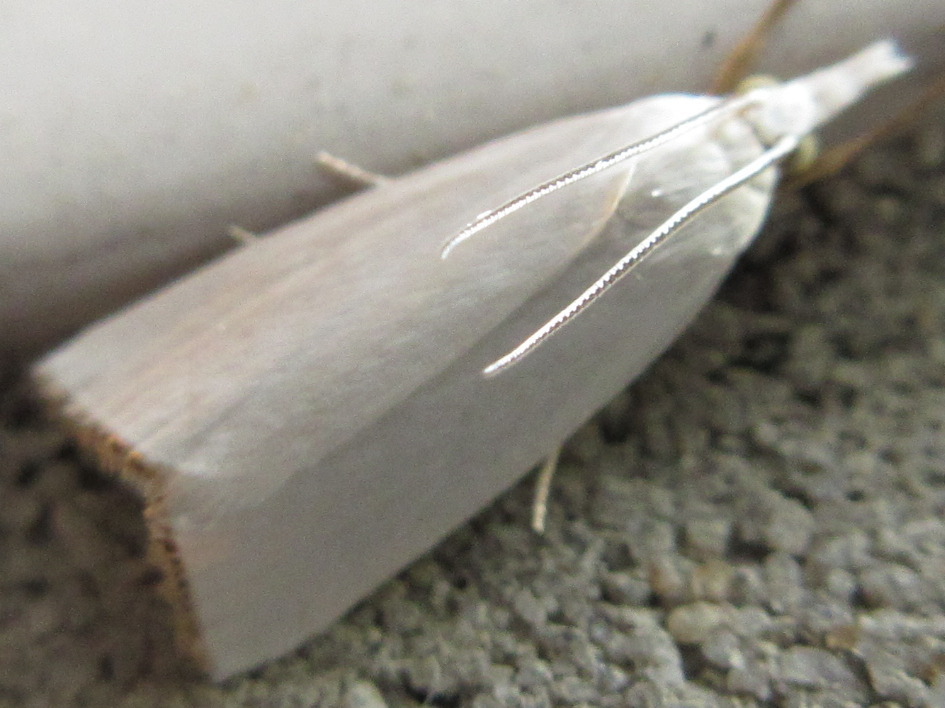Pseudocatharylla simplex from 대한민국 충청남도 천안시 서북구 on July 10, 2015 by ...