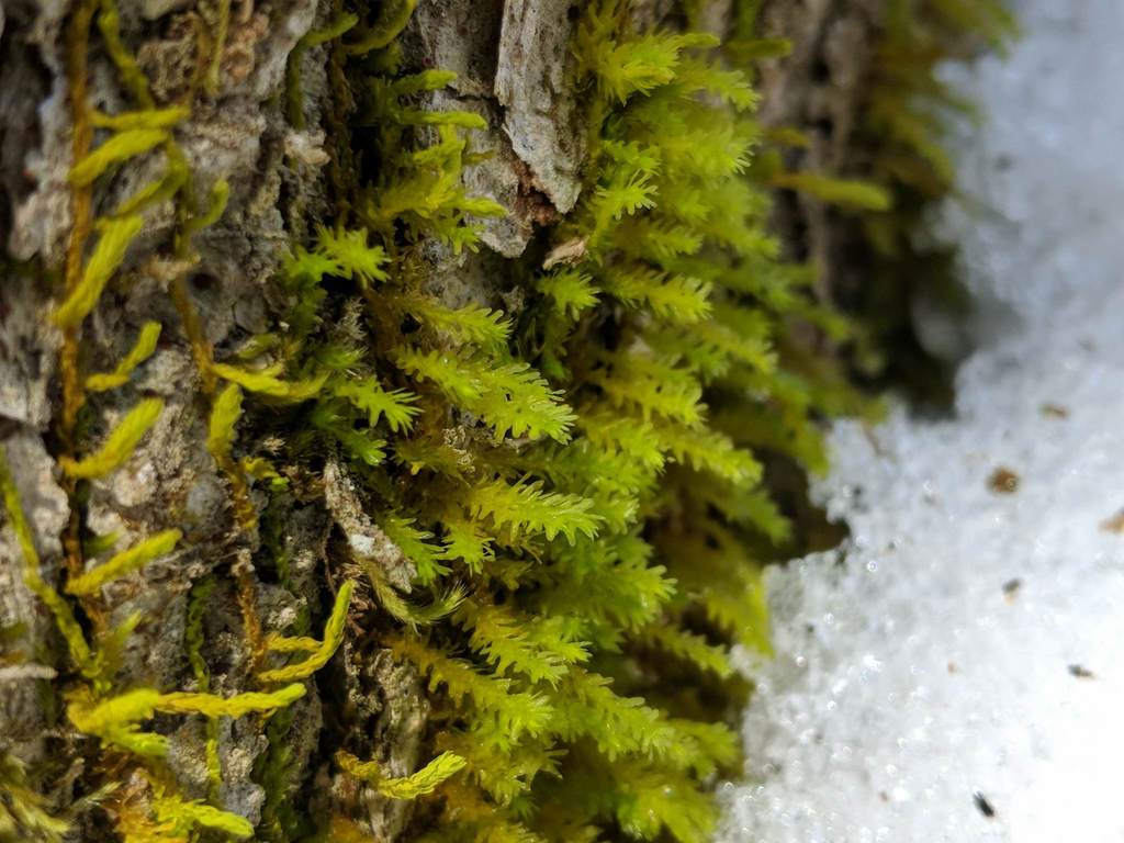 Dwarf Anomodon Moss (Anomodon minor) - Botanical Realm