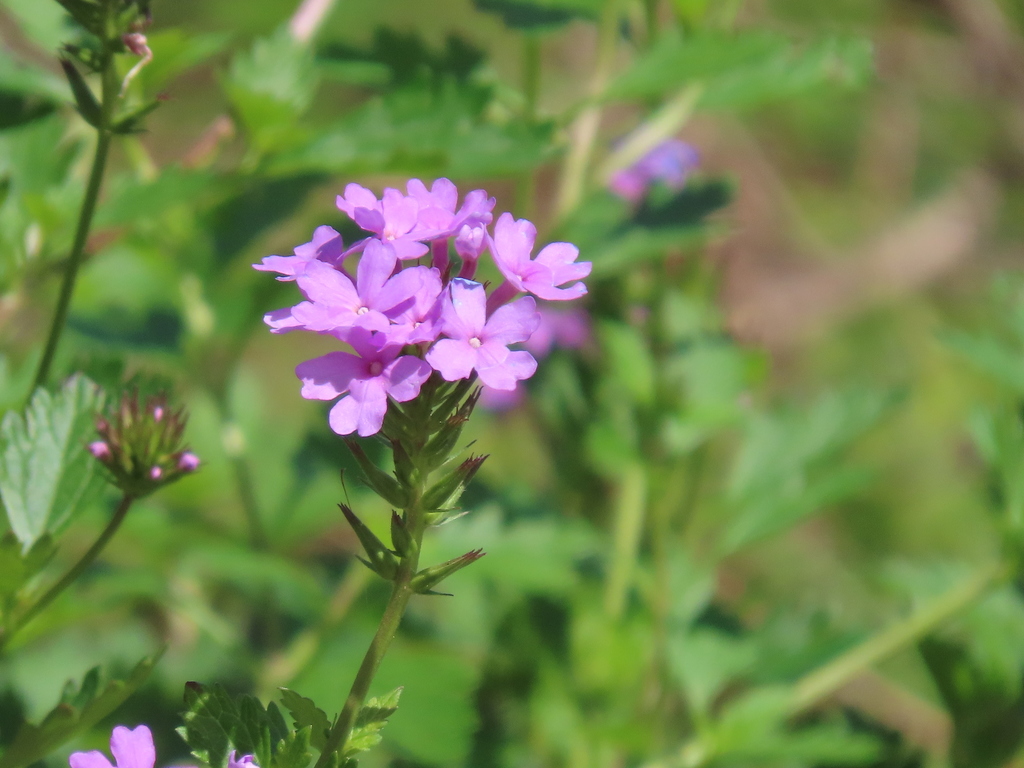 Tampa Mock-vervain from Myakka River State Park, Sarasota, FL 34241 ...