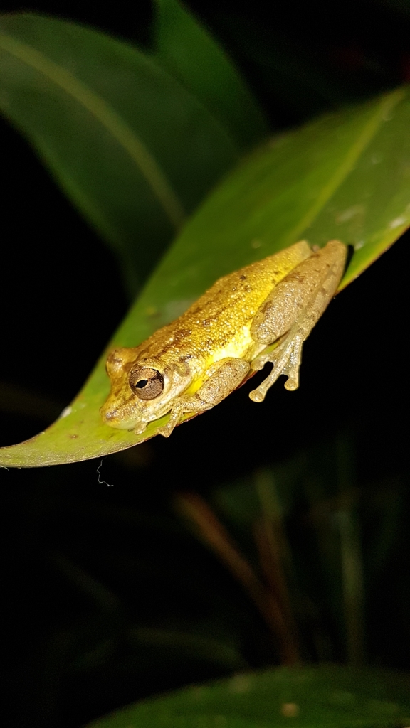 rana arborícola hocico oliva (Arenal Costa Rica) · iNaturalist