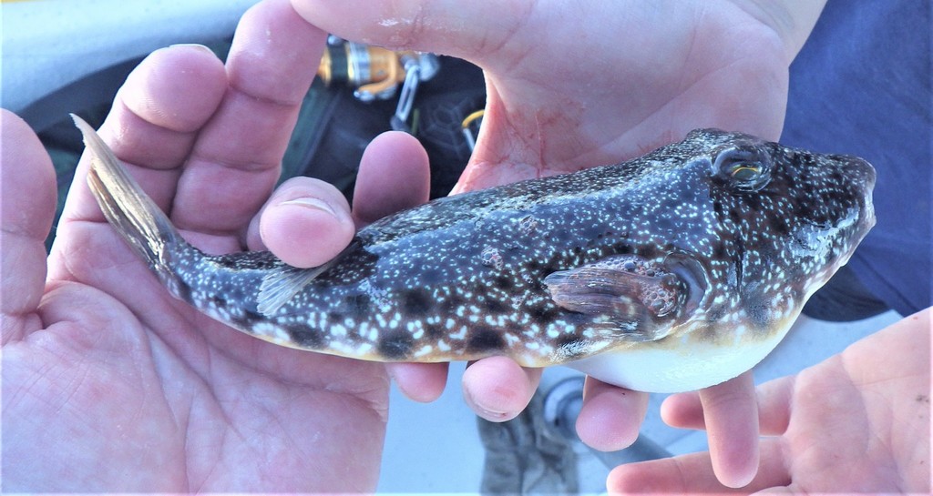 Southern Puffer from Lee County, FL, USA on December 31, 2017 at 12:11 ...