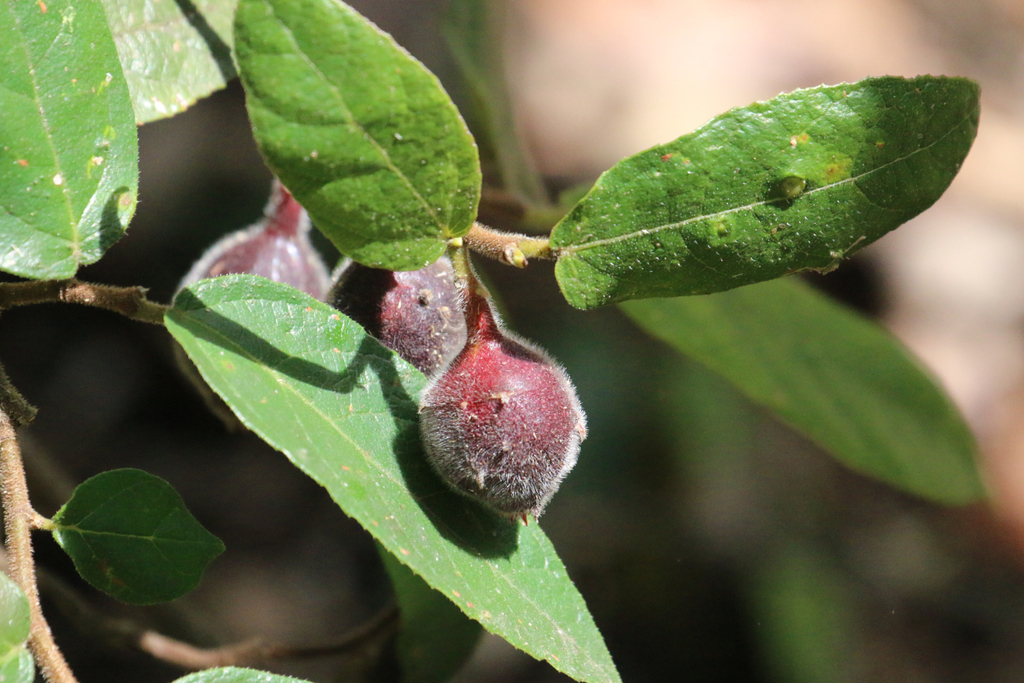 creek sandpaper fig from Main Range NP (Goomburra Section)--Dalrymple ...