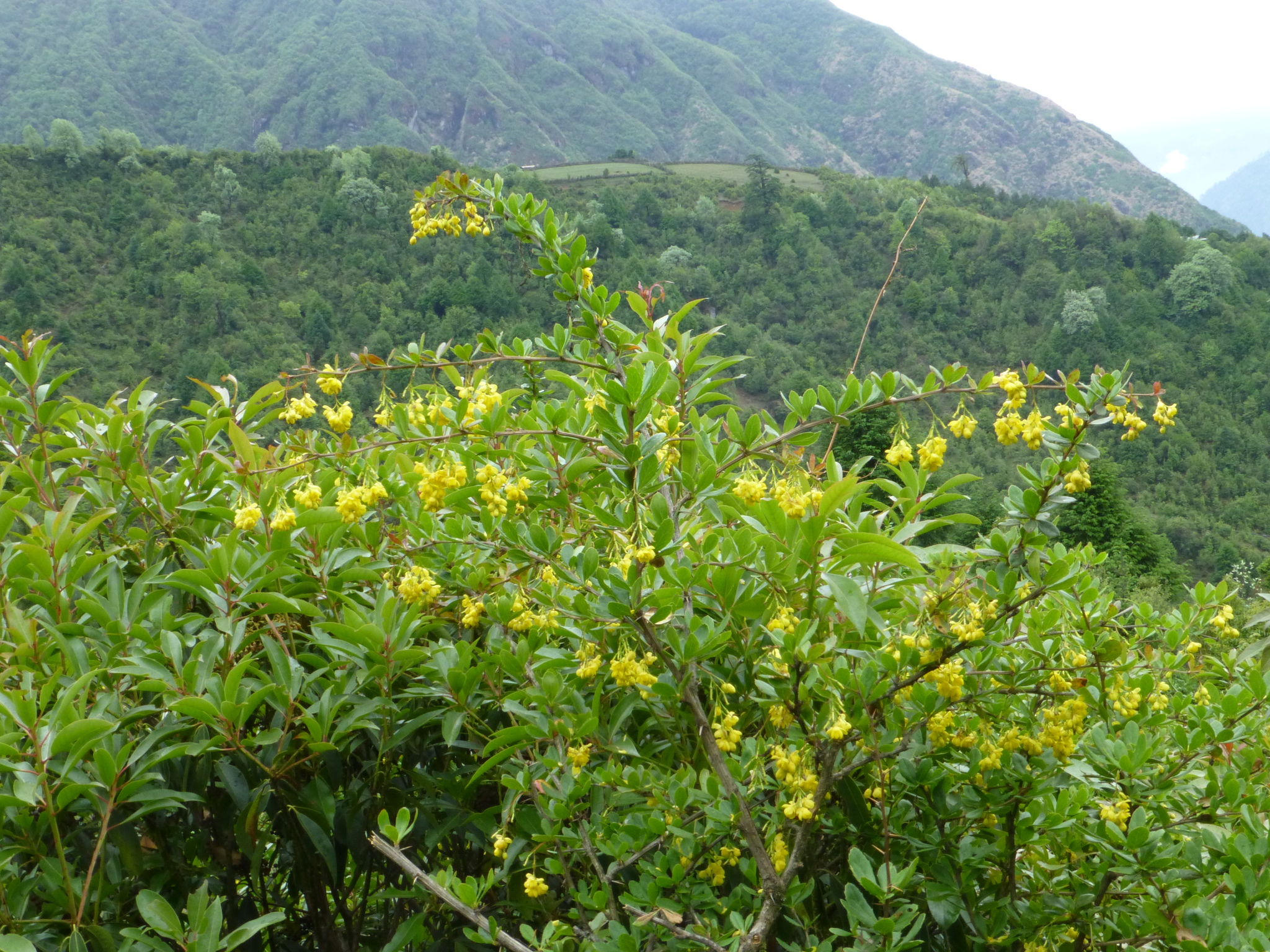 Berberis aristata DC.