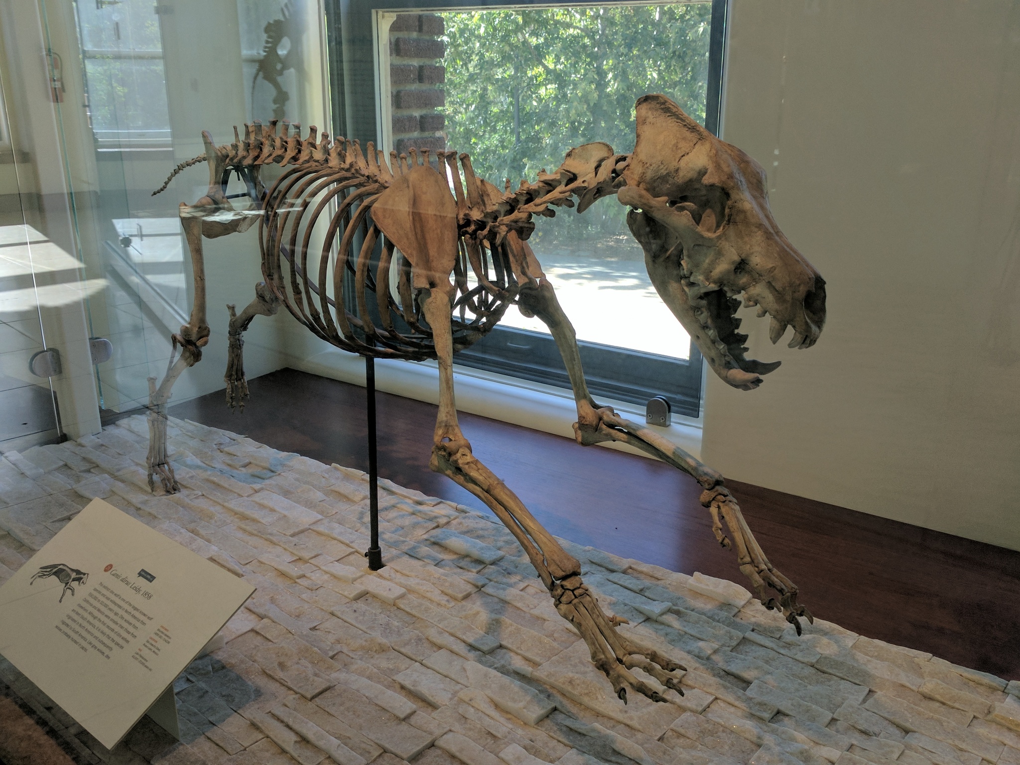 Epicyon Skeleton