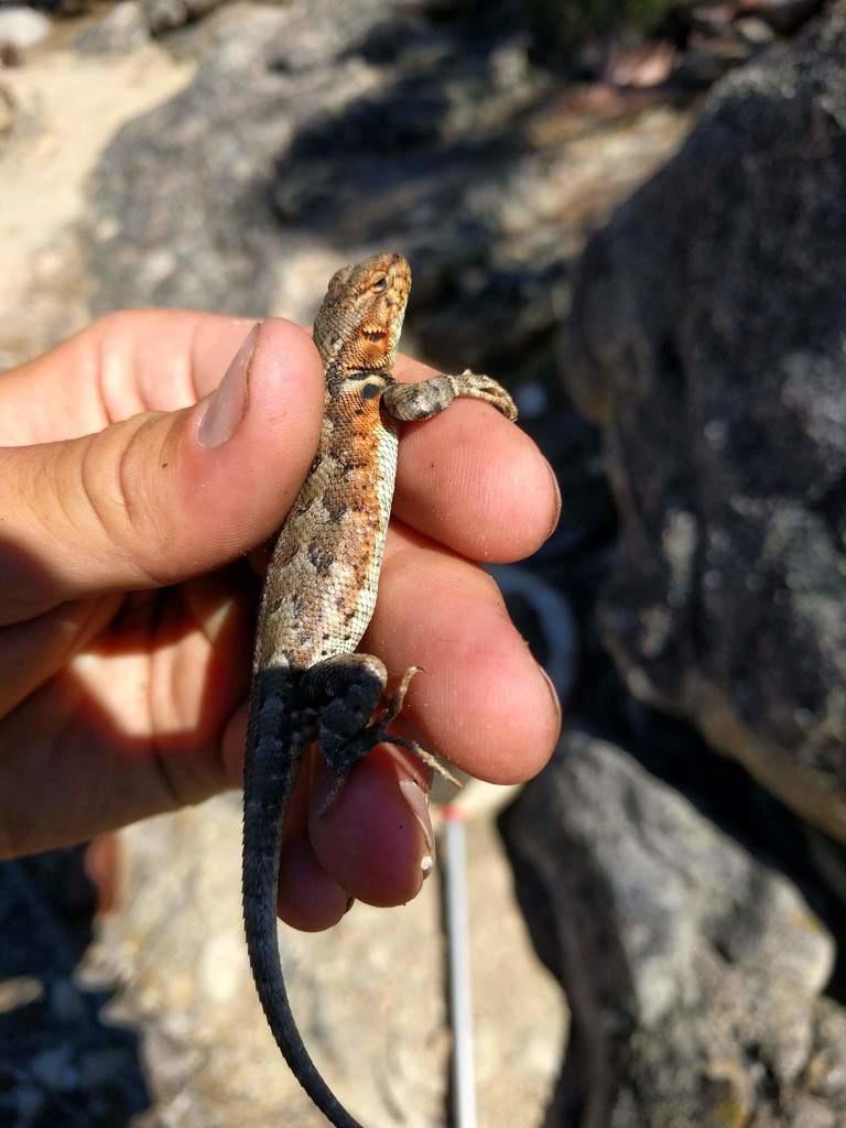 Common Sagebrush Lizard from Monterey County, CA, USA on June 25, 2020 ...