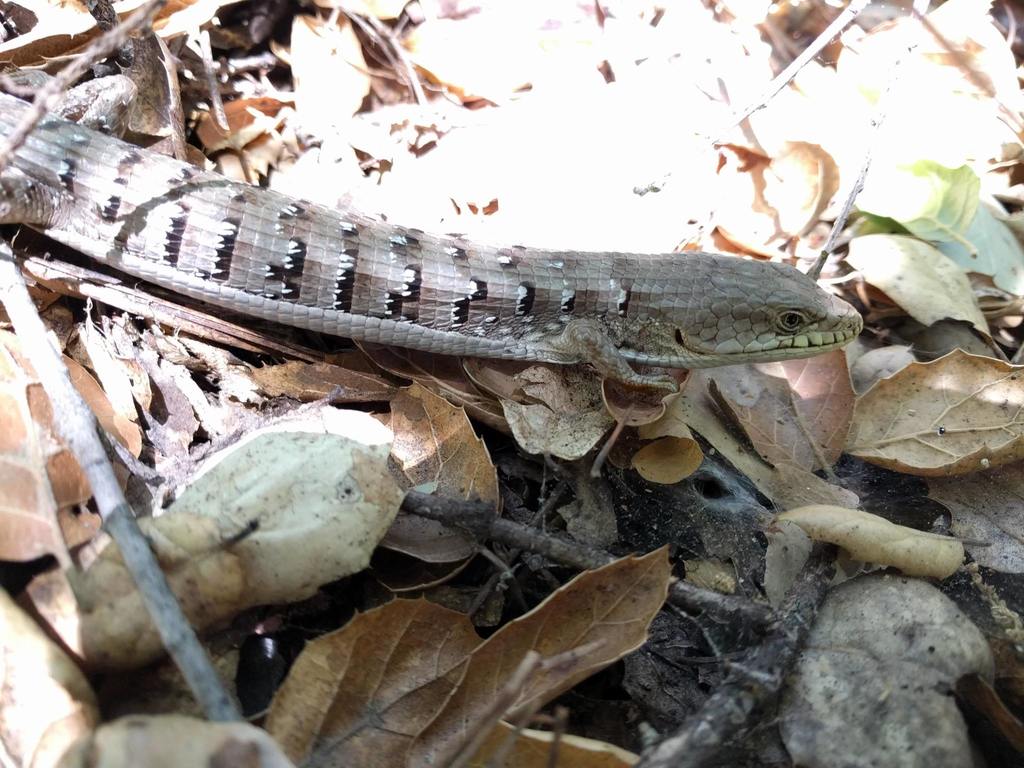 Southern Alligator Lizard from San Luis Obispo, California, United ...