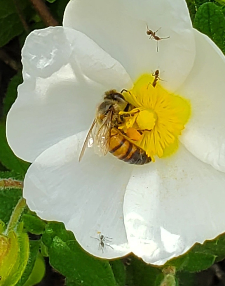 Western Honey Bee from La Mesa, CA, USA on March 08, 2021 at 02:12 PM ...