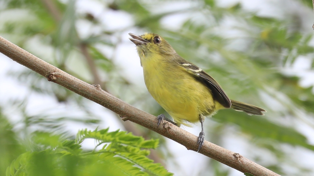 Mangrove Vireo from Panabá, Yucatán, Mexico on October 20, 2017 at 03: ...