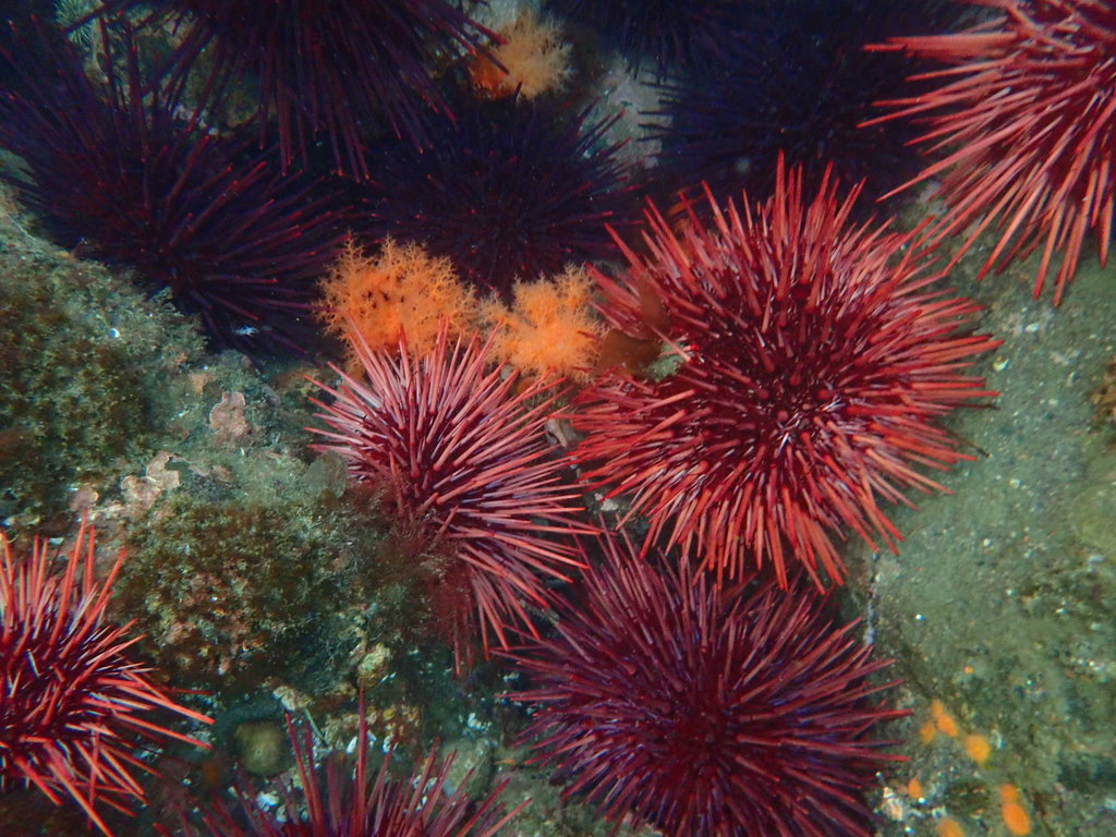 Red Sea Urchin from Collinson Point Provincial Park, Galiano Island, BC ...