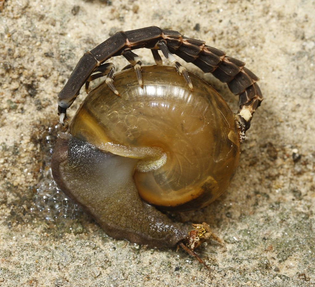 Rimmed Window Firefly from 中国深圳市宝安区小铲岛 on October 25, 2018 at 09:07 PM ...