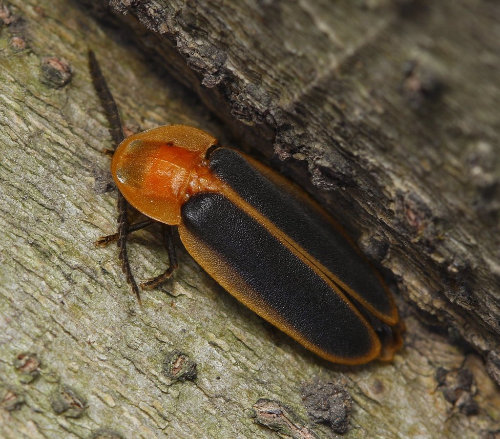 Rimmed Window Firefly from 中国广东省广州市番禺区 on July 08, 2018 at 07:03 PM by ...