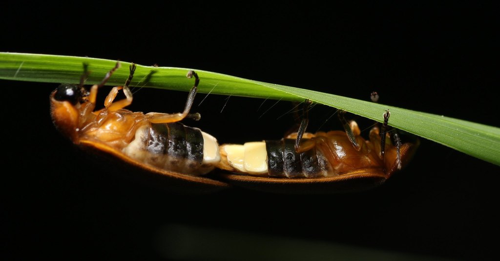 Aquatica ficta from 中国广东省韶关市仁化县 on May 31, 2017 at 08:01 PM by Shiwan ...