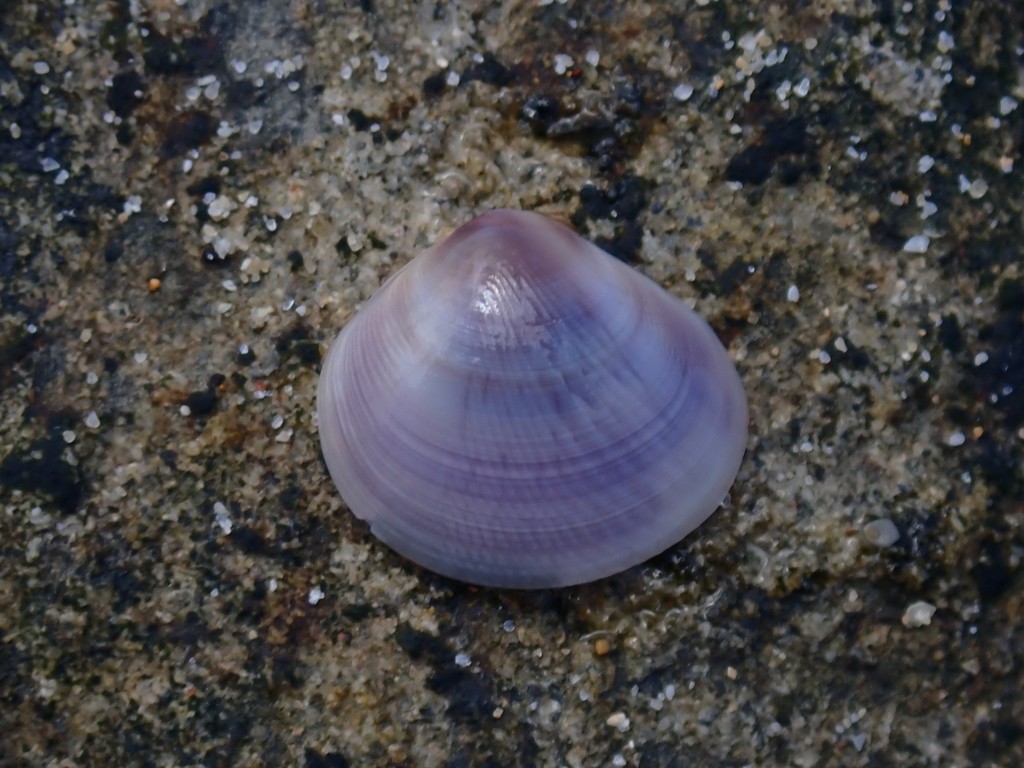 Strigilla euronia from Queensland, Australia on March 09, 2021 at 01:06 ...