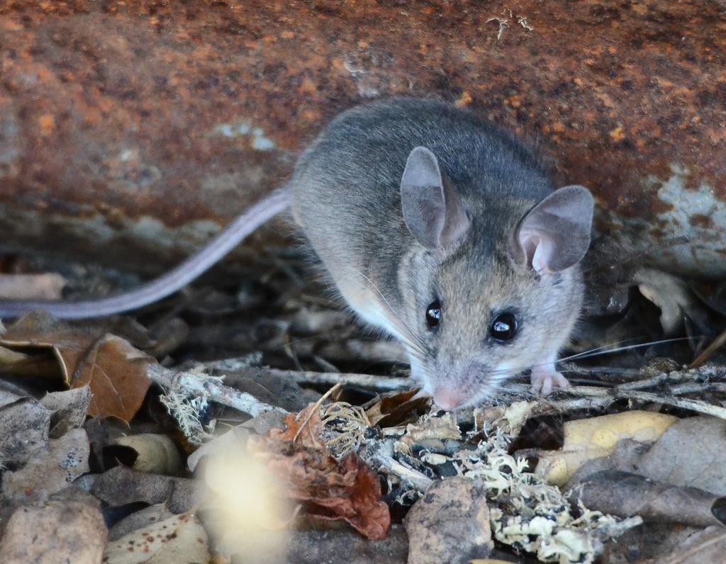 Pinyon Mouse (Mammals of Colorado) · iNaturalist