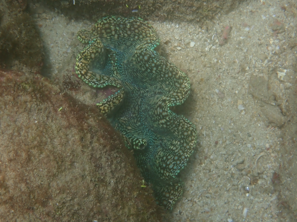 Small Giant Clam in March 2021 by Bernard L'ermite · iNaturalist