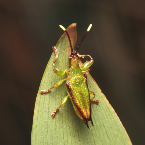 Tribe Aproidini · iNaturalist