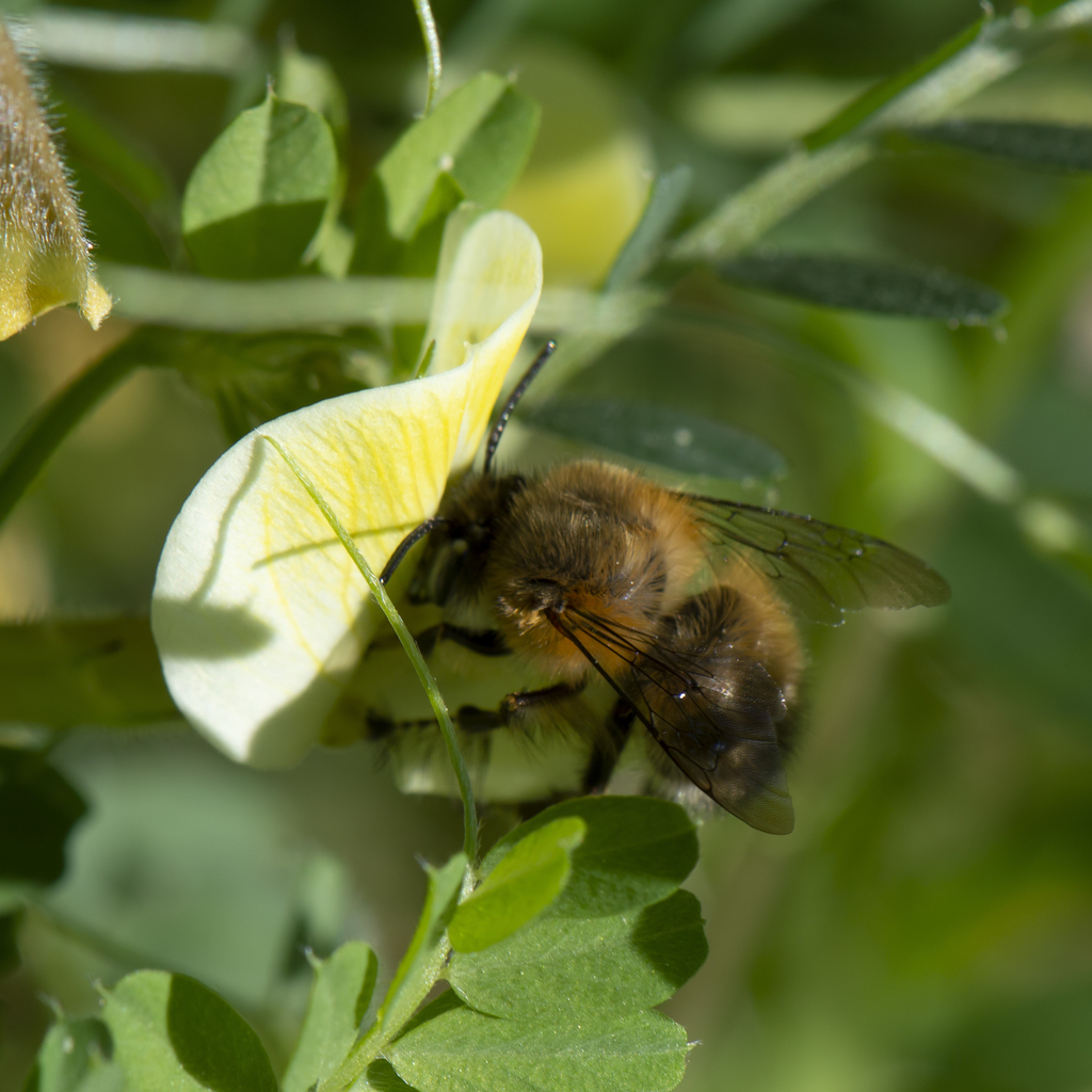 Hairy-footed Flower Bee from Nea Makri 190 05, Greece on March 5, 2021 at 11:00 AM by Anna N ...