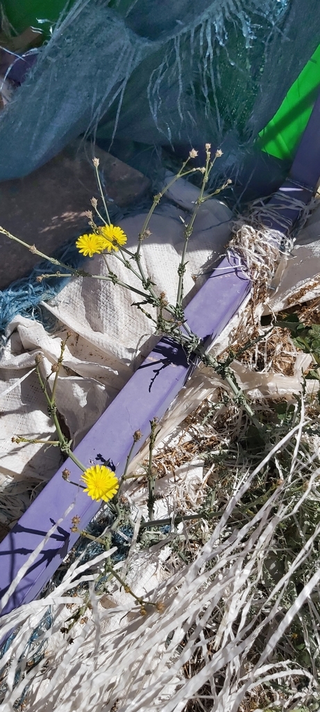 Launaea mucronata from Al Jahra Governorate, Kuwait on March 09, 2021 ...