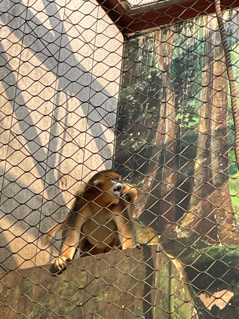 Golden Snub-nosed Monkey in March 2021 by hb91144 · iNaturalist