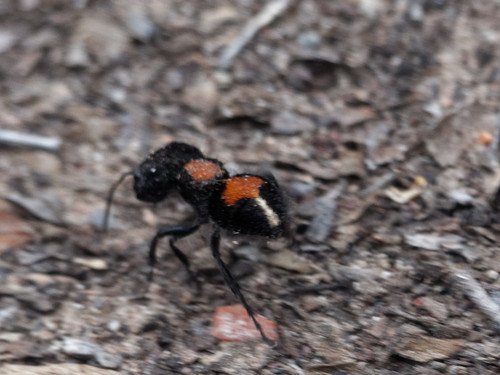 Atillum callidulum · iNaturalist