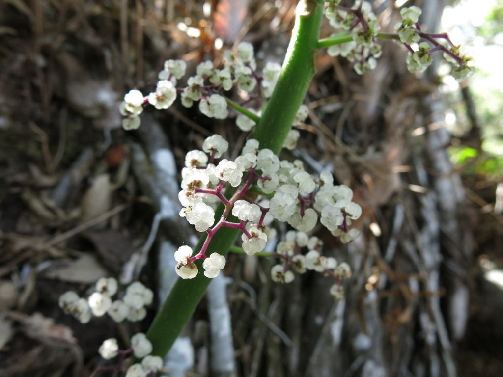 Gympie Stinging Tree (Dendrocnide moroides) - Botanical Realm