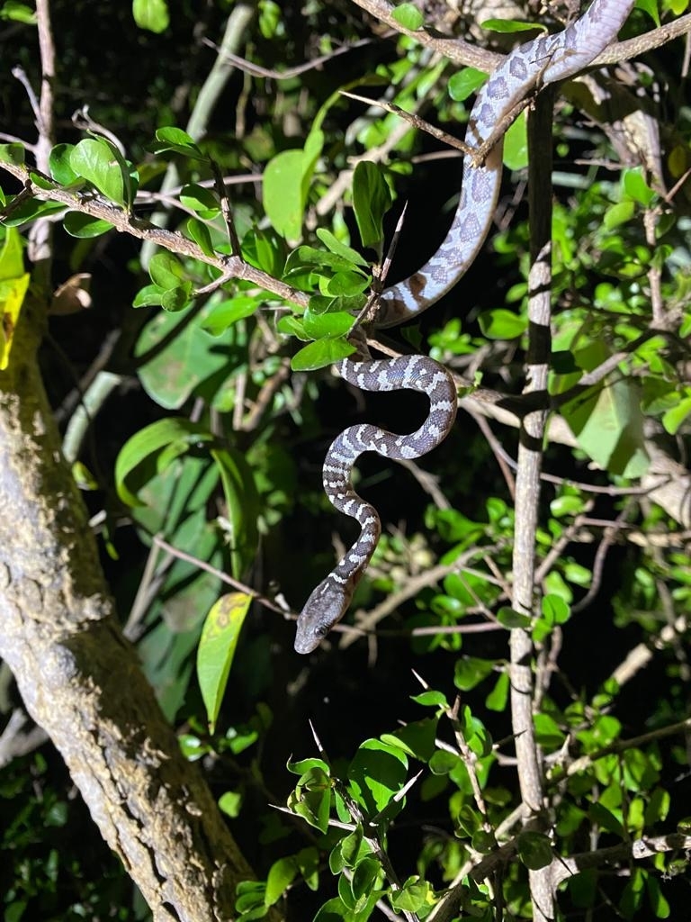Virgin Islands boa from East End, St Thomas 00802, USVI on March 01 ...