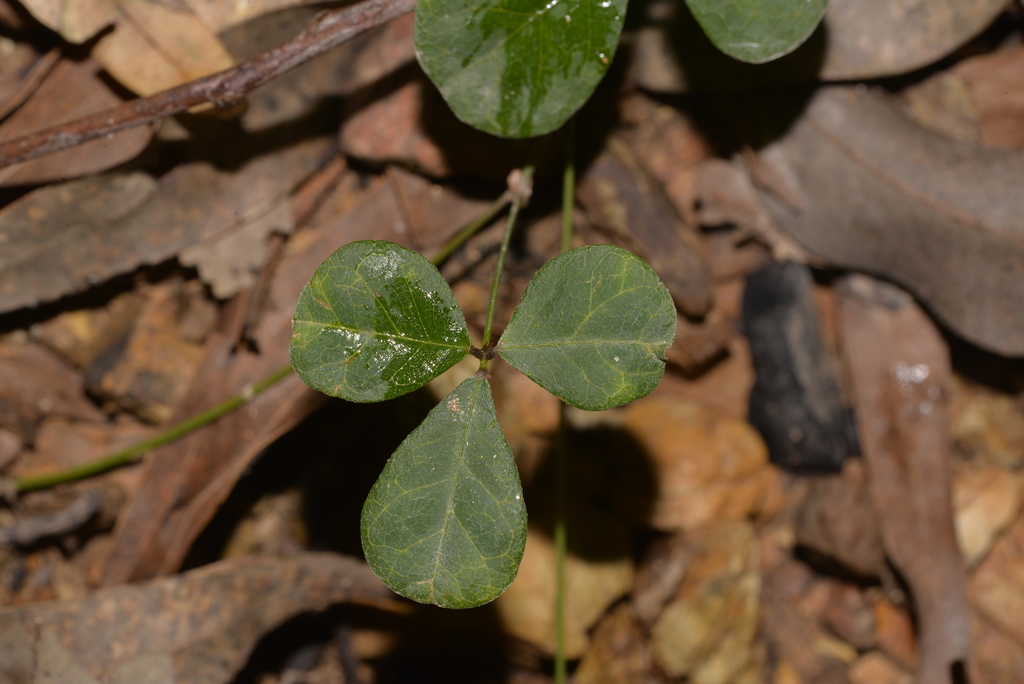 Pullenia gunnii from Woolgoolga NSW 2456, Australia on March 1, 2021 at ...