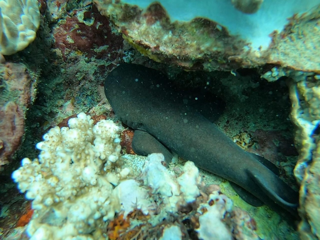 Short-tail Nurse Shark (Pseudoginglymostoma brevicaudatum) - Marine ...