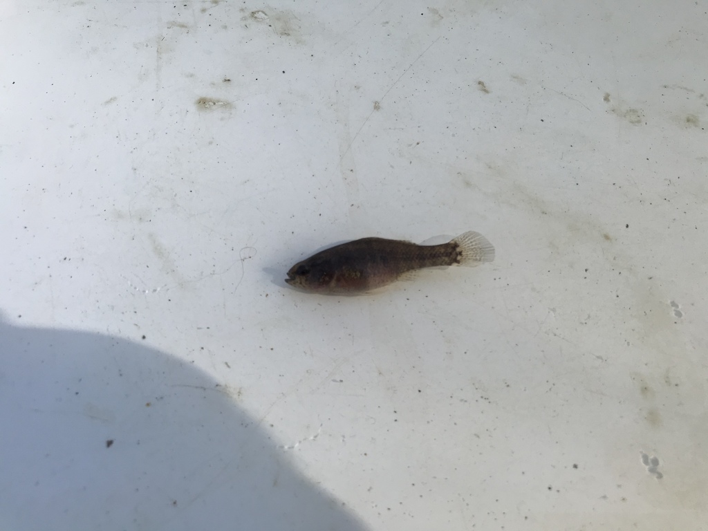 Banded Pygmy Sunfish from Cypress, IL, US on March 7, 2021 at 04:03 PM ...