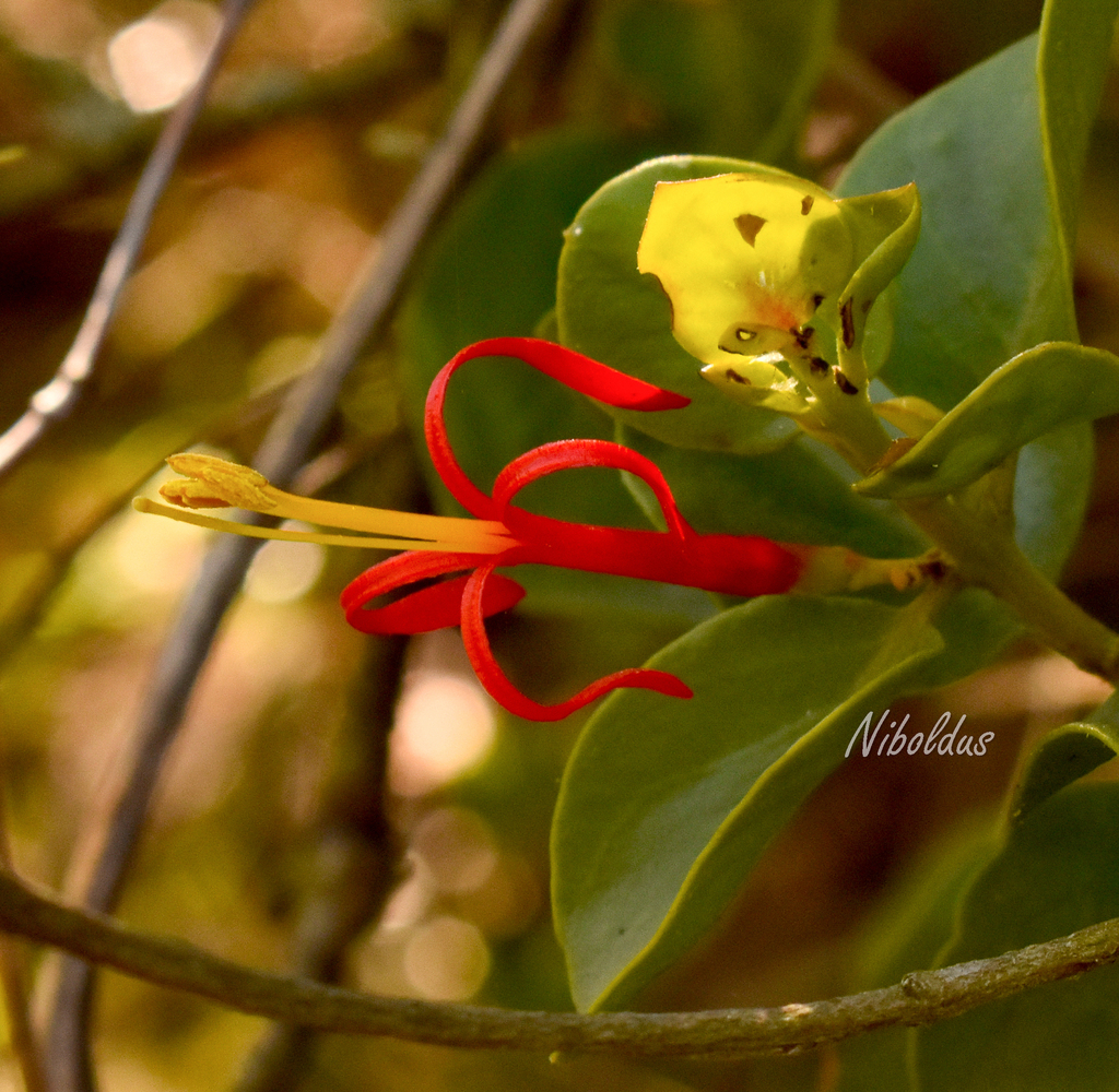 Quintral (Tristerix corymbosus) - Botanical Realm