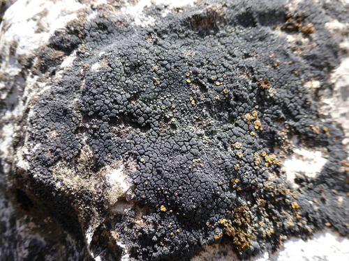 Caloplaca isidiigera · iNaturalist
