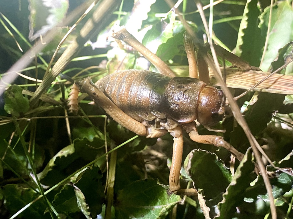 Kaikoura Giant Weta from Puhi Puhi Road, Puhi Puhi, 坎特伯雷, NZ on March ...