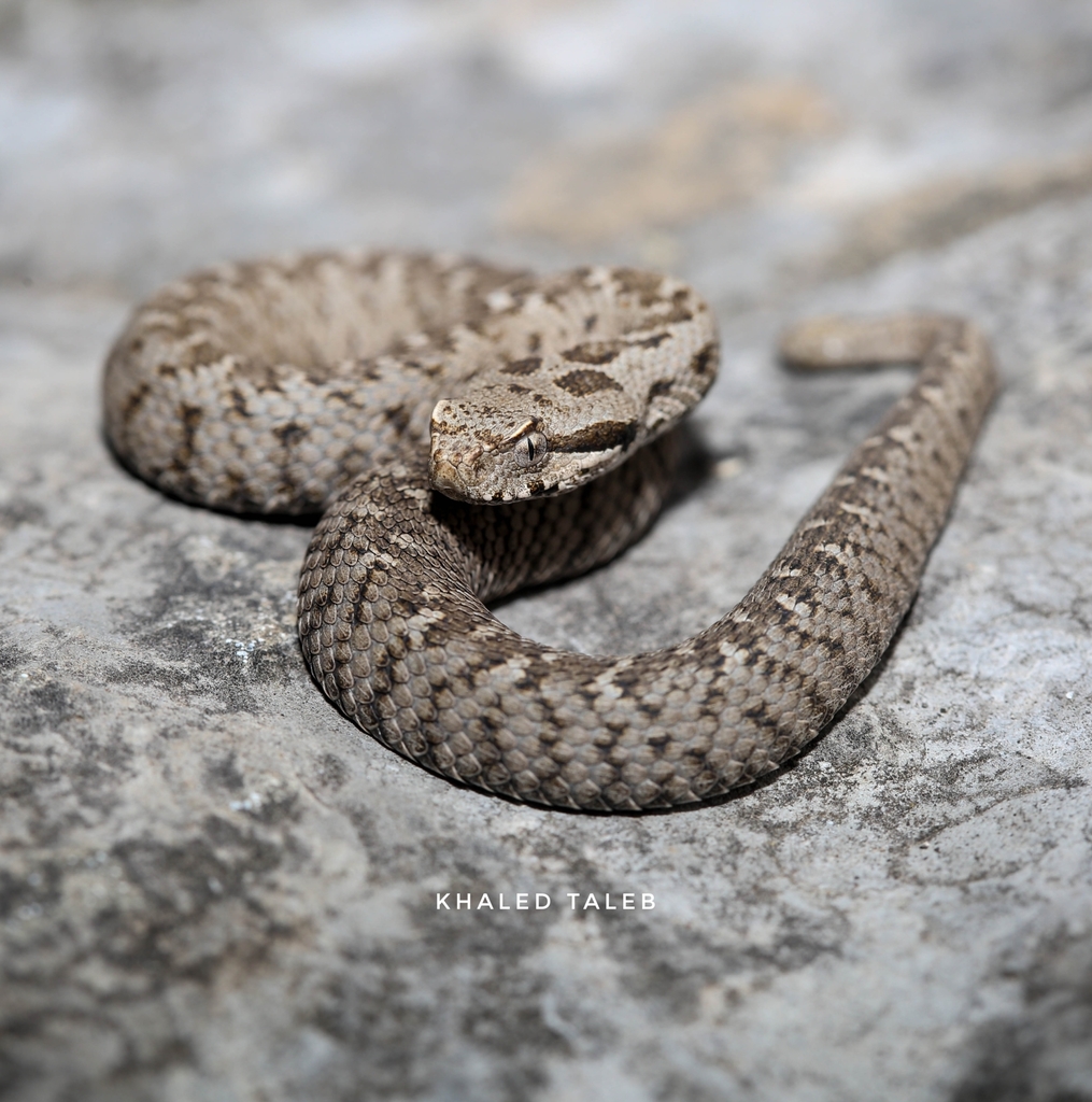 Lebanon Viper in June 2020 by Akkar Trail · iNaturalist