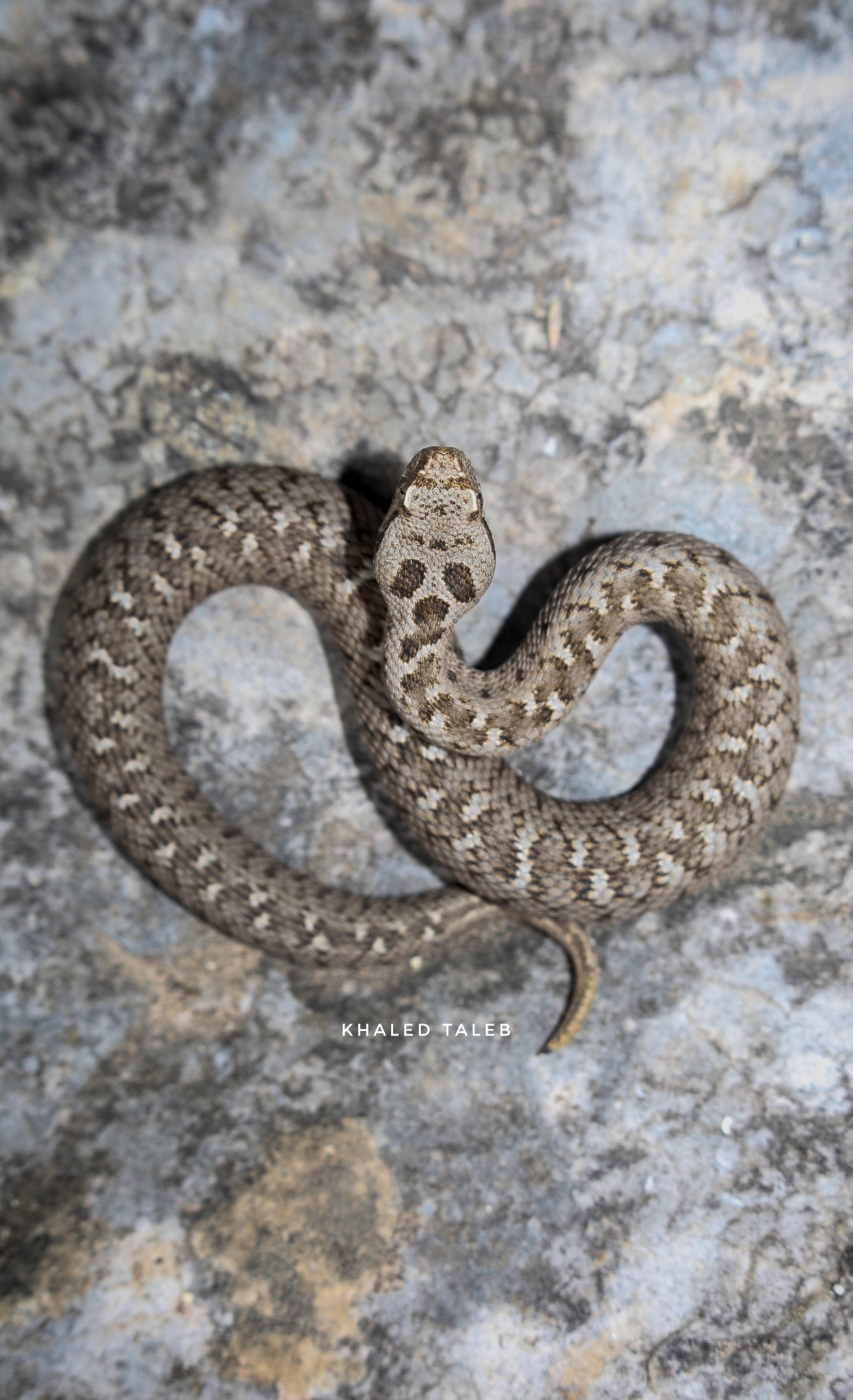 Montivipera bornmuelleri (Werner, 1898)