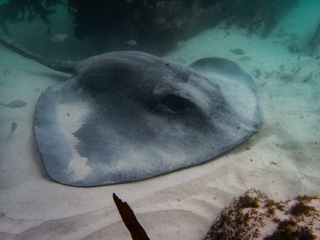 Short-tail Stingray (Bathytoshia brevicaudata) - Marine Life Identification
