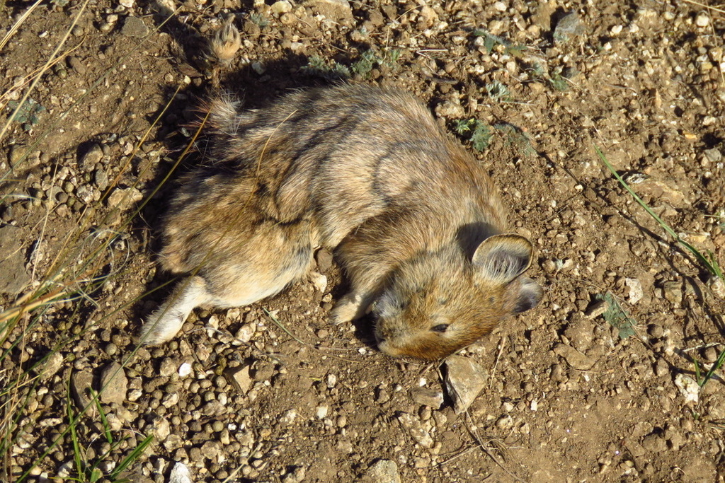 Daurian Pika from Argalant, Mongolia on September 20, 2019 by David ...