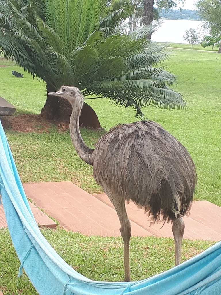 Greater Rhea in January 2021 by Sol Cabral. Ñandú paraguayo · iNaturalist