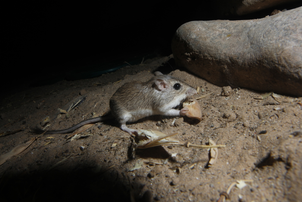Bailey's Pocket Mouse from Puerto Peñasco, Son., México on September 5, 2017 at 10:16 PM by ...