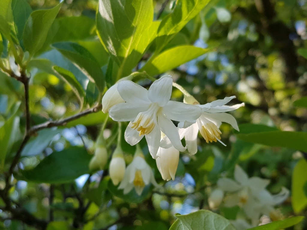 Snowdrop Bush in April 2018 by Akkar Trail · iNaturalist