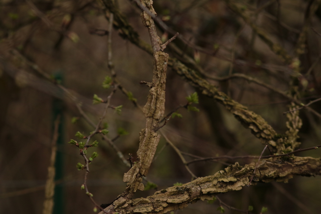 Field Elm from Burtonwood, UK on March 9, 2021 at 04:02 PM by Amanda ...