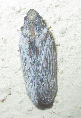 Genus Juba · iNaturalist